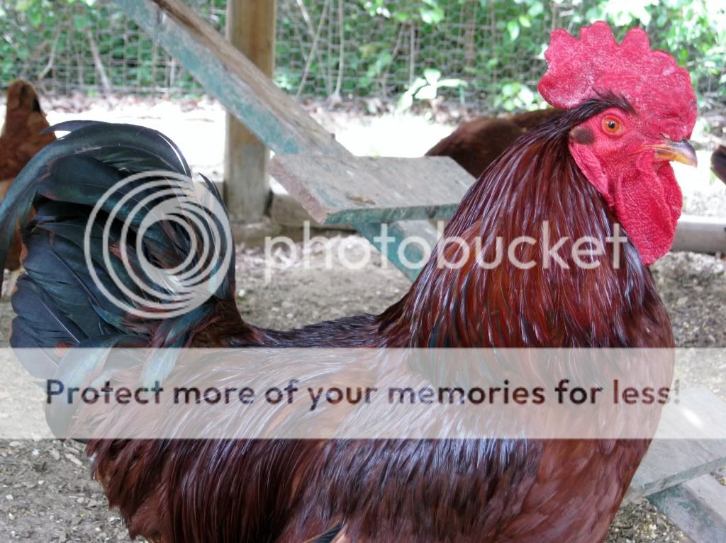 16+ Rhode Island Red Hatching Eggs | BackYard Chickens - Learn How to ...