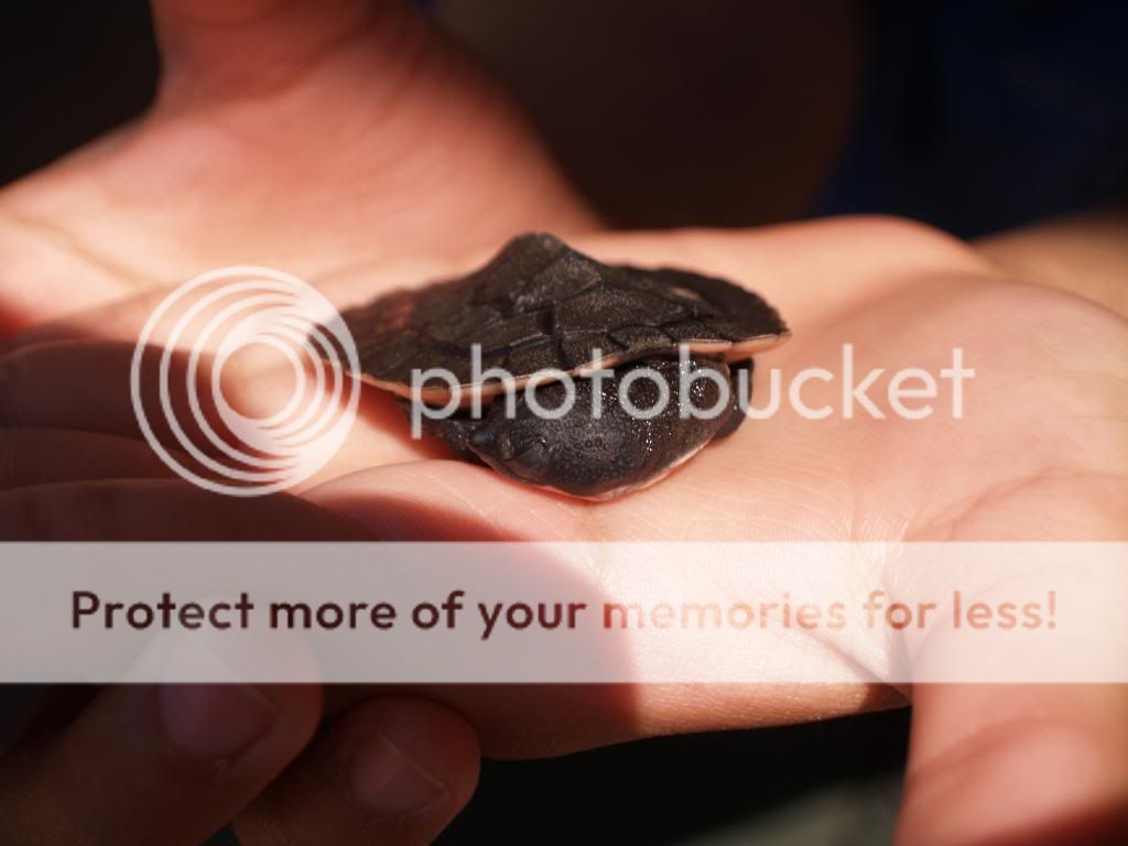 Pink Belly Snapper Turtle - General Turtle Discussions - Turtle Forum