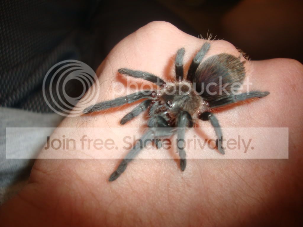 Eastern - slings: P.murinus, B.vagans, T.cupreus pics available ...