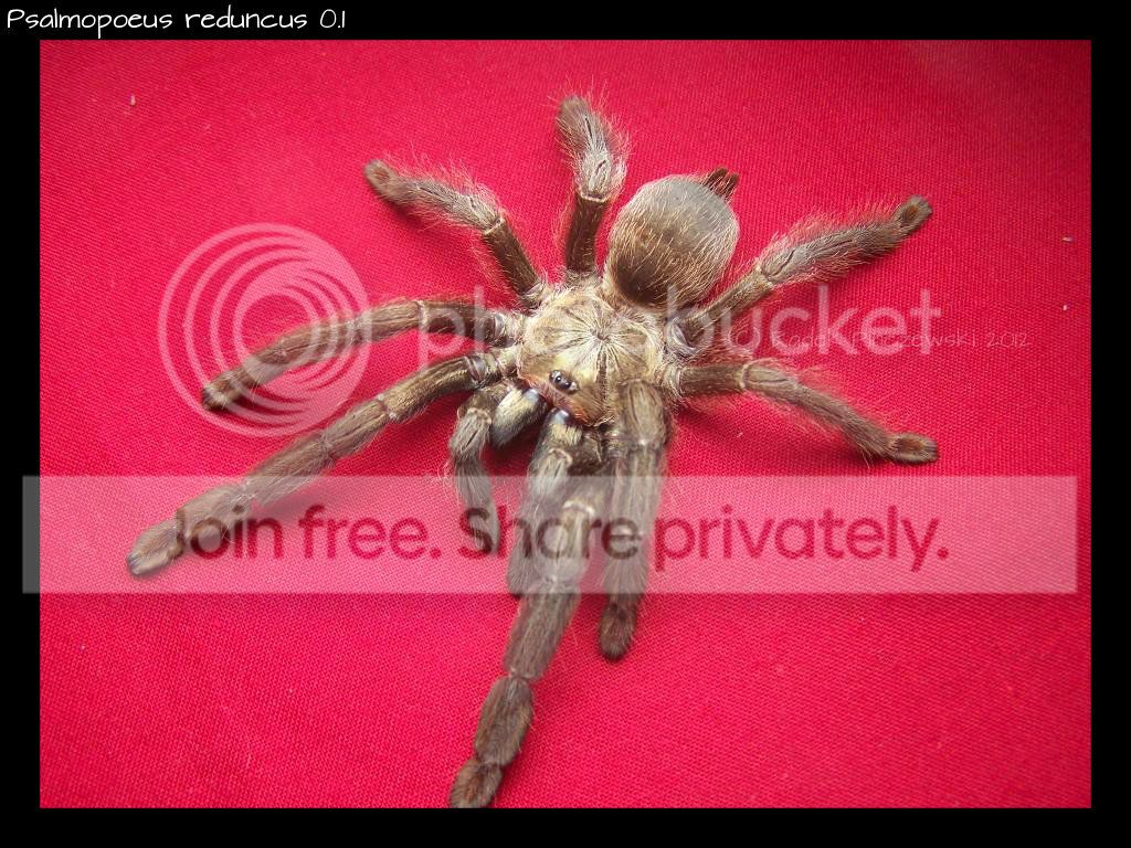 FEMALES: A.pissi, B.boehmei, C.darlingi, Pokies, P.reduncus; photos ...
